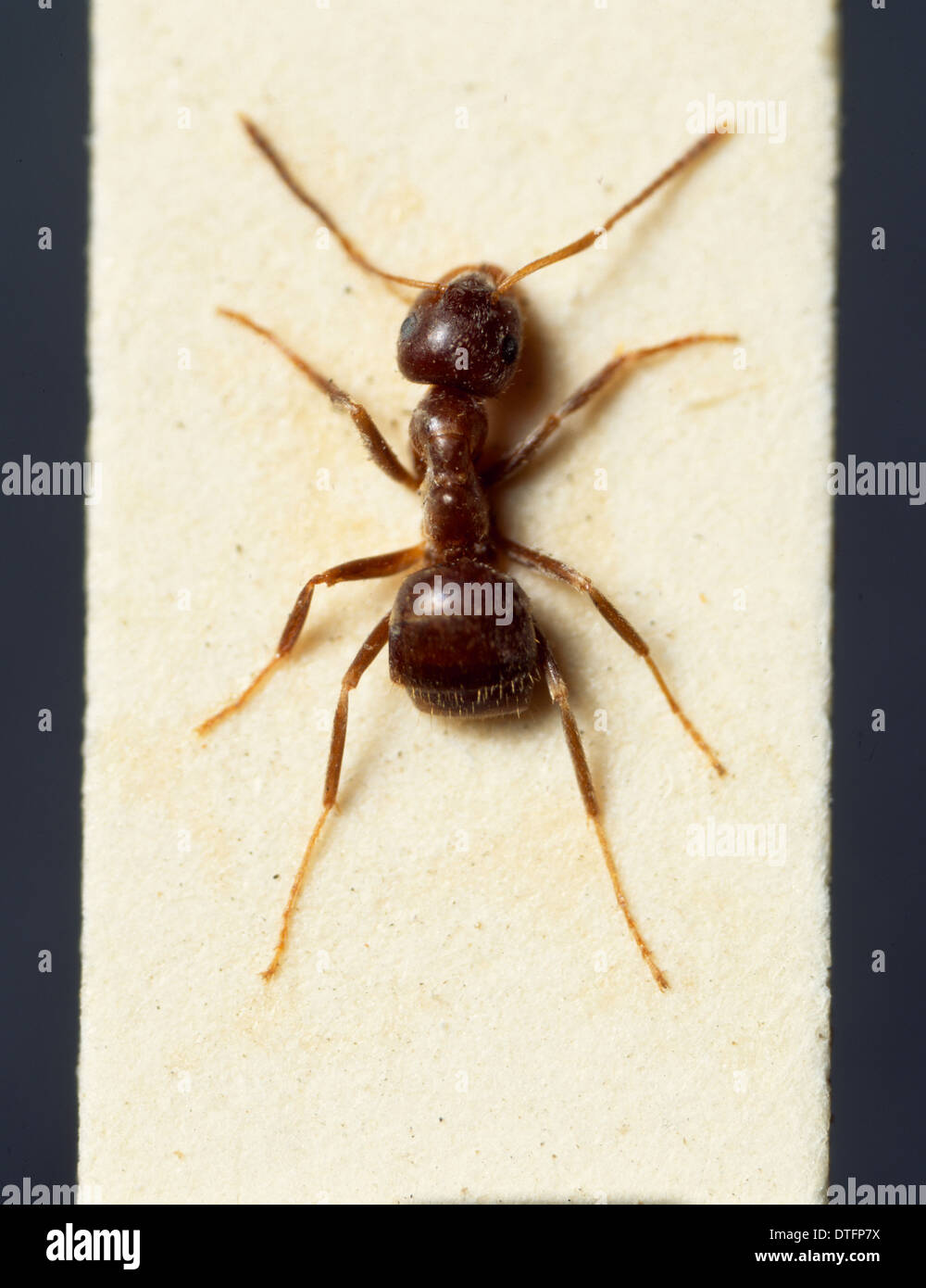 Common black ant hi-res stock photography and images - Alamy