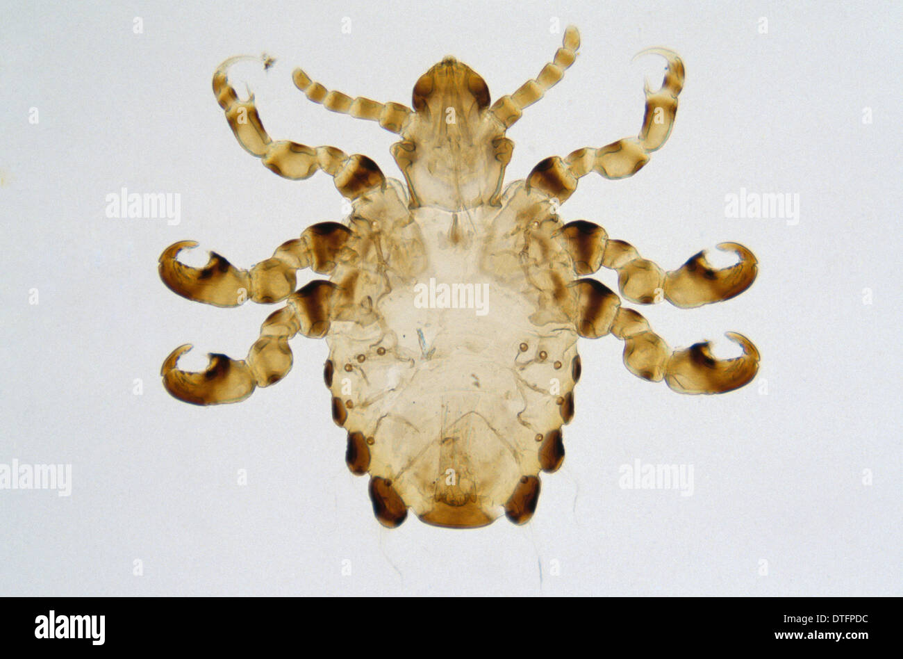 Pthirus gorillae, gorilla louse Stock Photo - Alamy