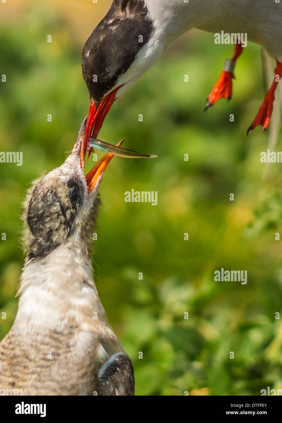 Common tern by the sea hi-res stock photography and images - Alamy