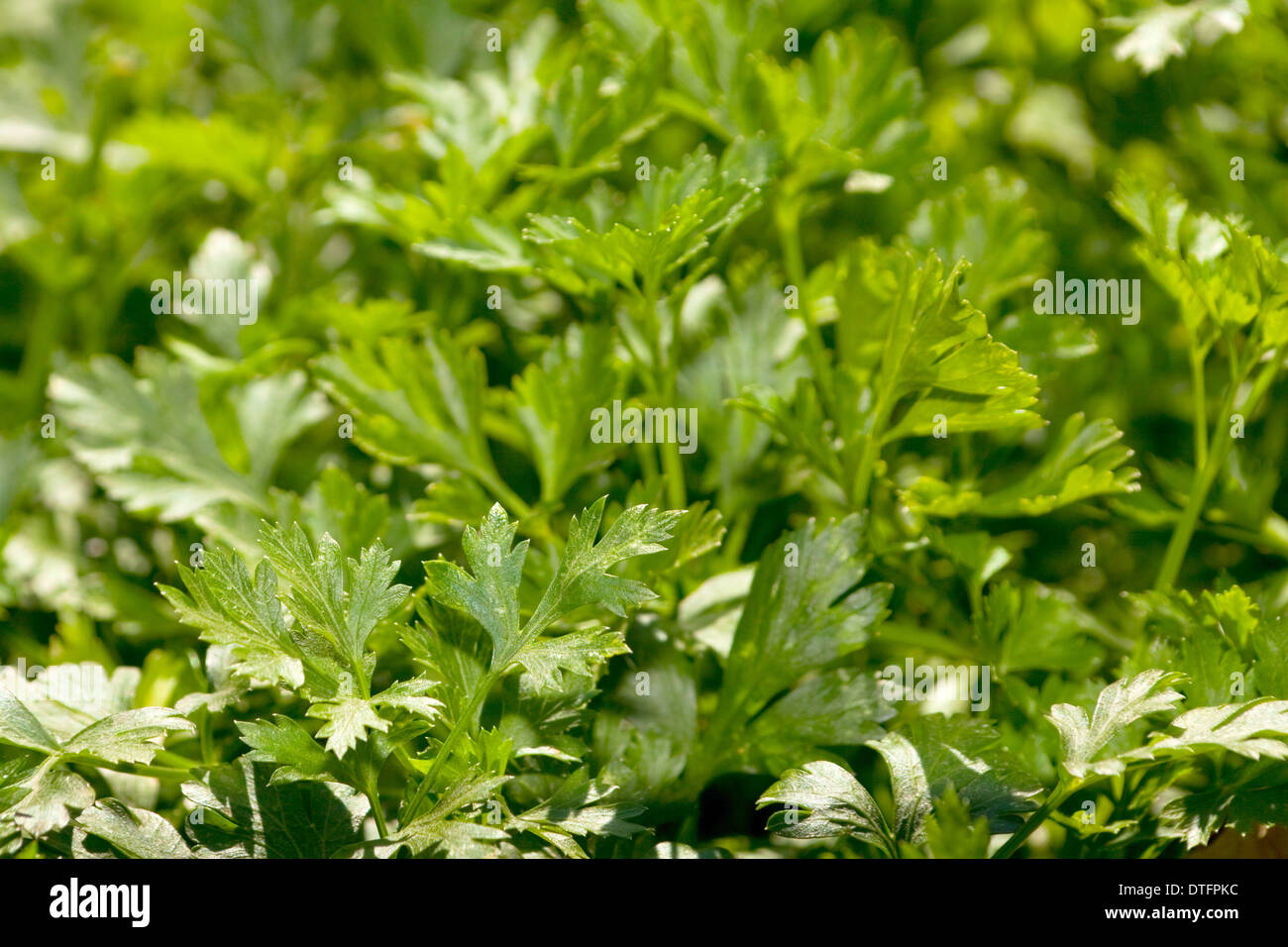 Parsley image hi-res stock photography and images - Alamy