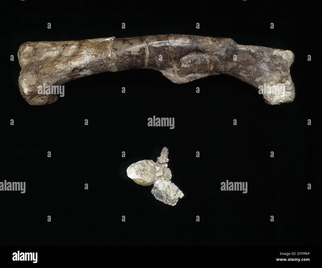 Dryosaurus femur & vertebra Stock Photo - Alamy