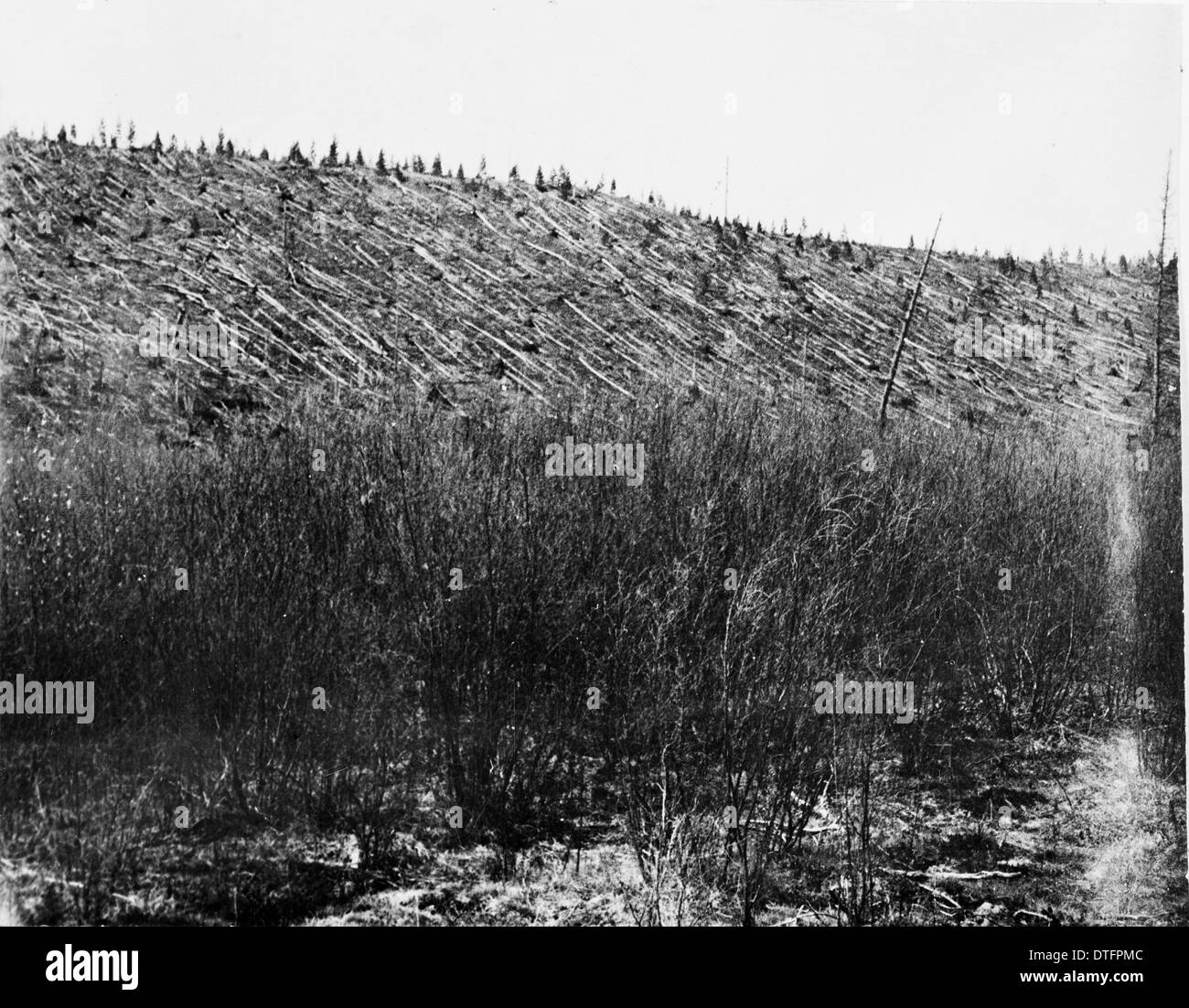 Tunguska meteorite damage, Siberia Stock Photo - Alamy