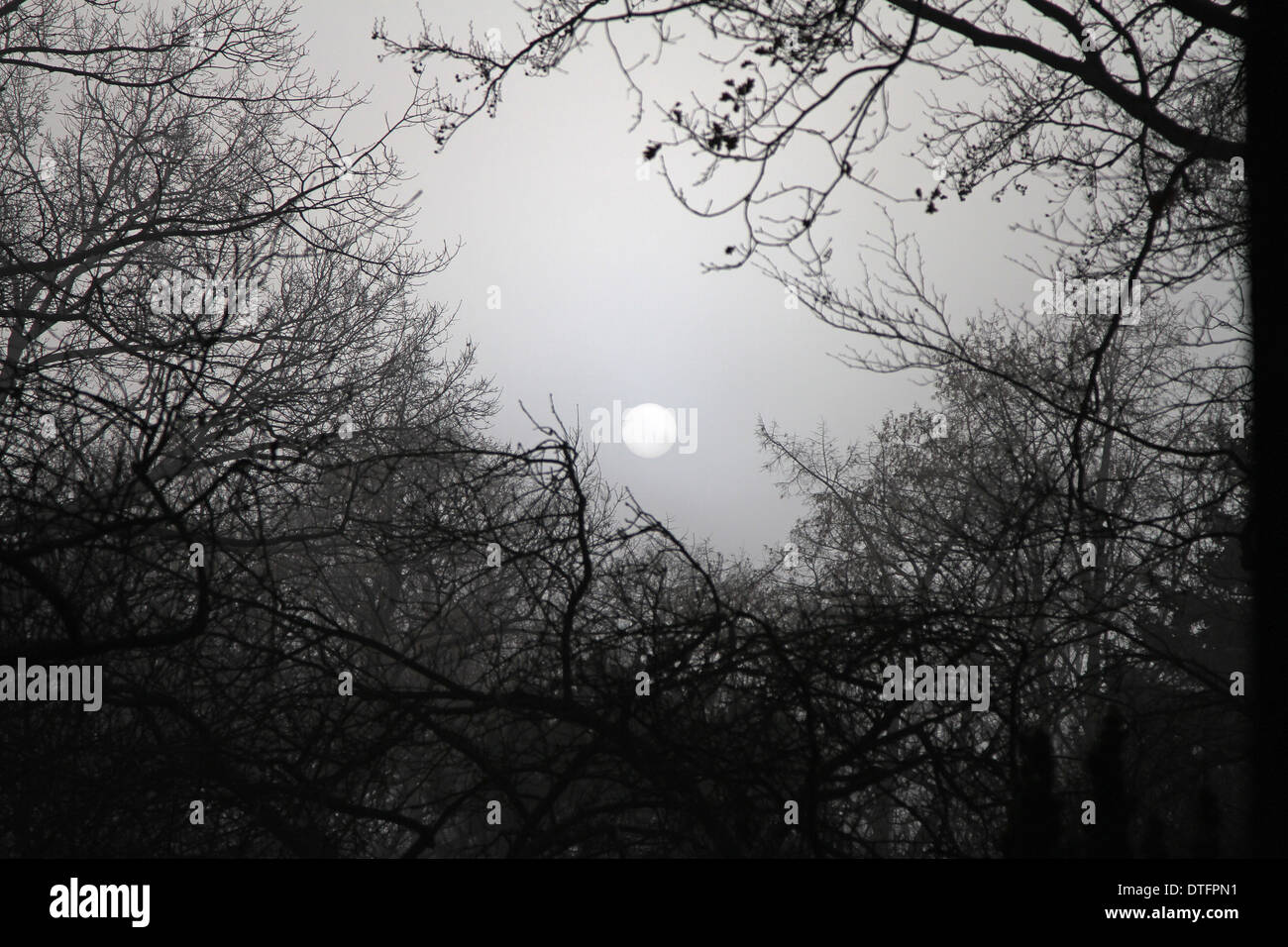 Berlin, Germany, leafless treetops in heavy fog and sun Stock Photo - Alamy