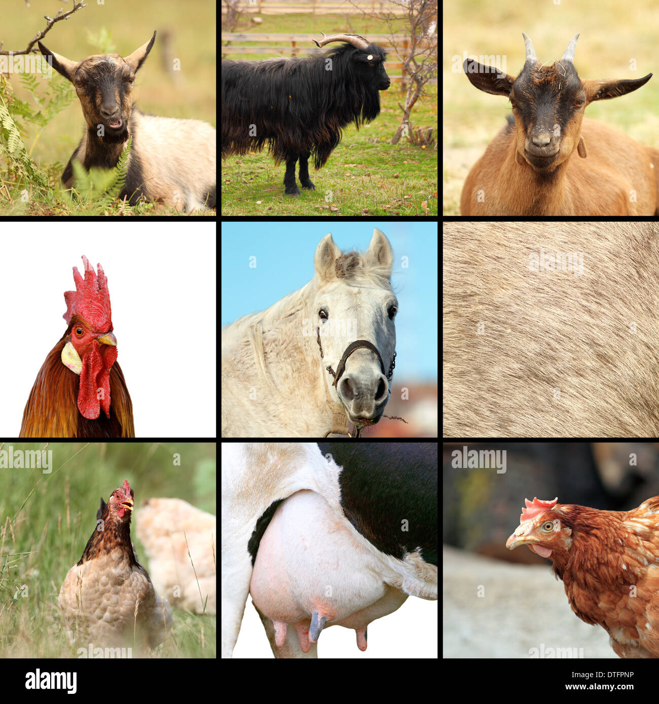 some animals from the farm, collage with birds and mammals Stock Photo - Alamy