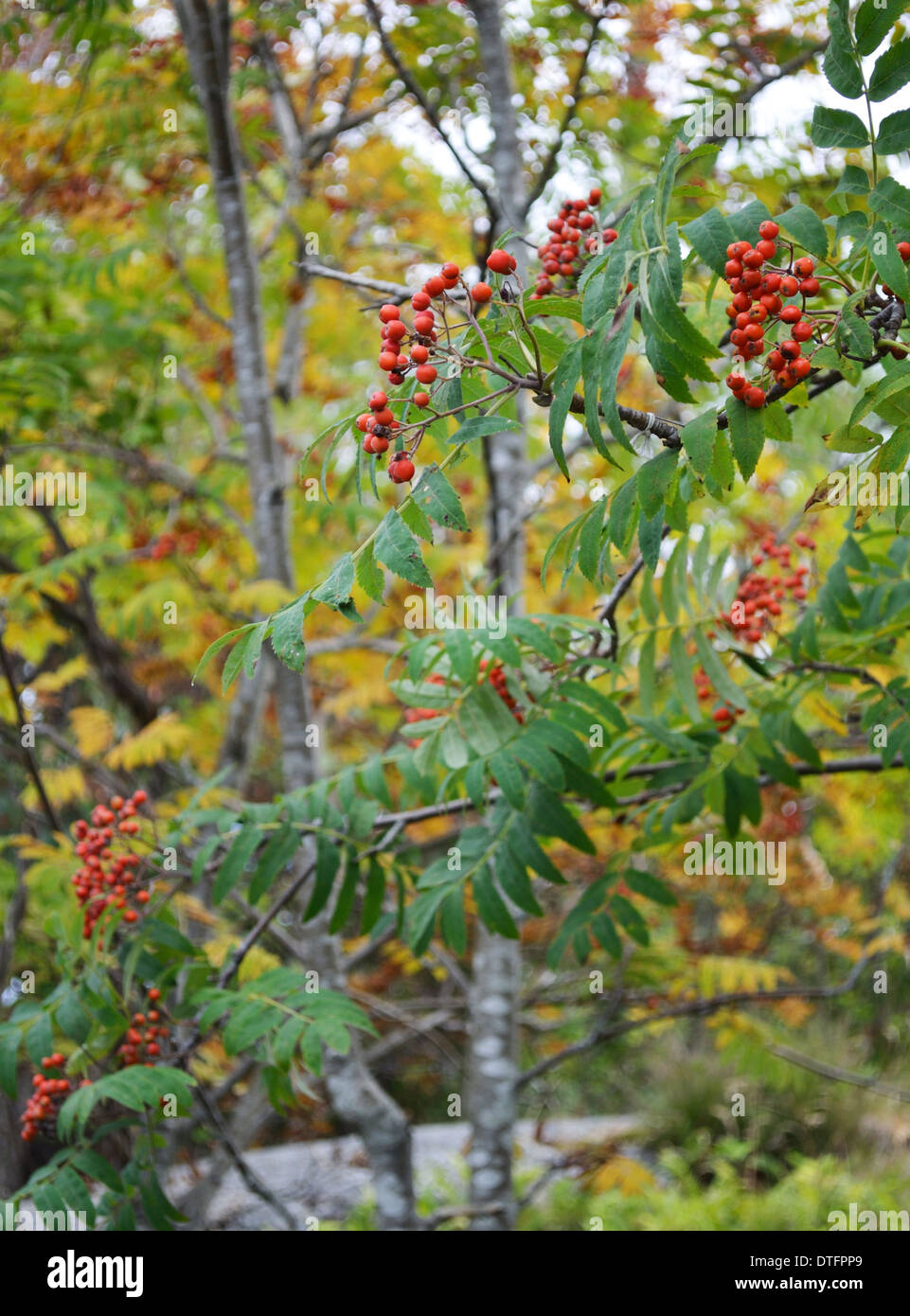 Branches with red berries hi-res stock photography and images - Alamy
