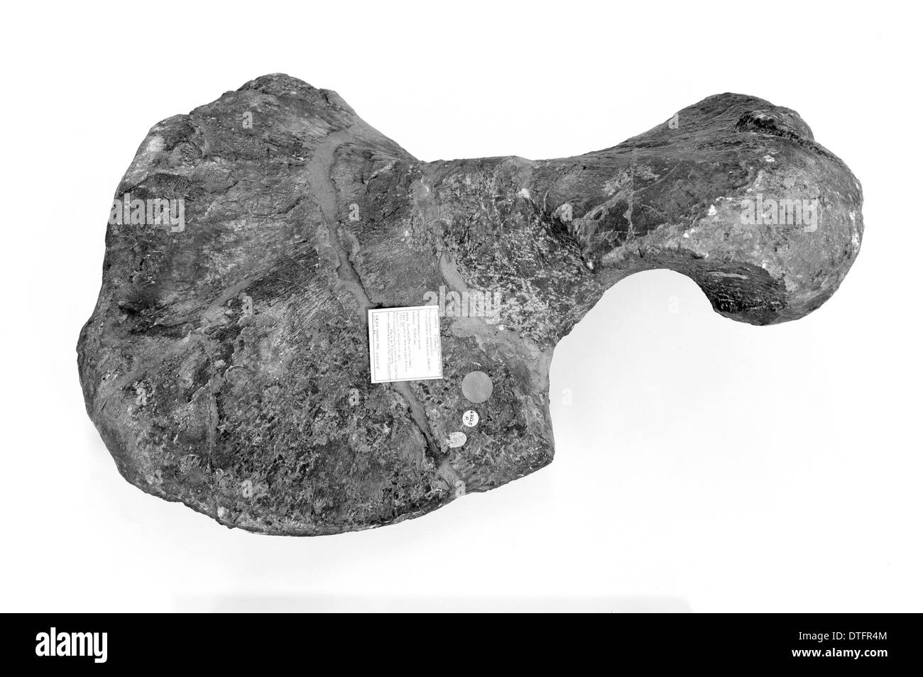 Dinocephalia hi-res stock photography and images - Alamy