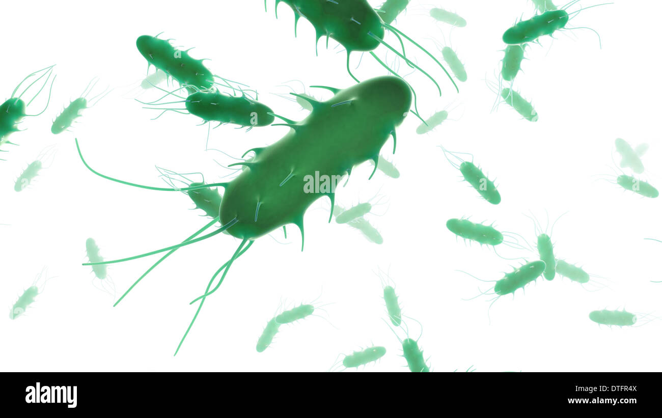 Large colony of bacteria with multiple flagella Stock Photo - Alamy