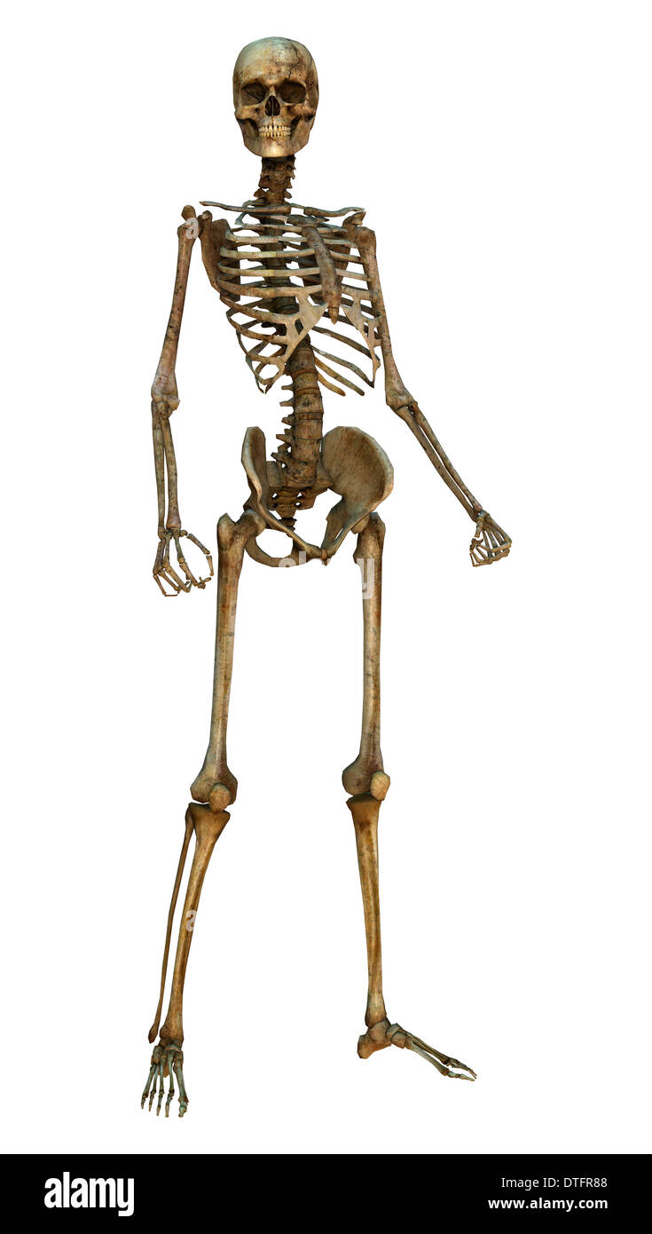 3D digital render of a standing old human skeleton isolated on white ...