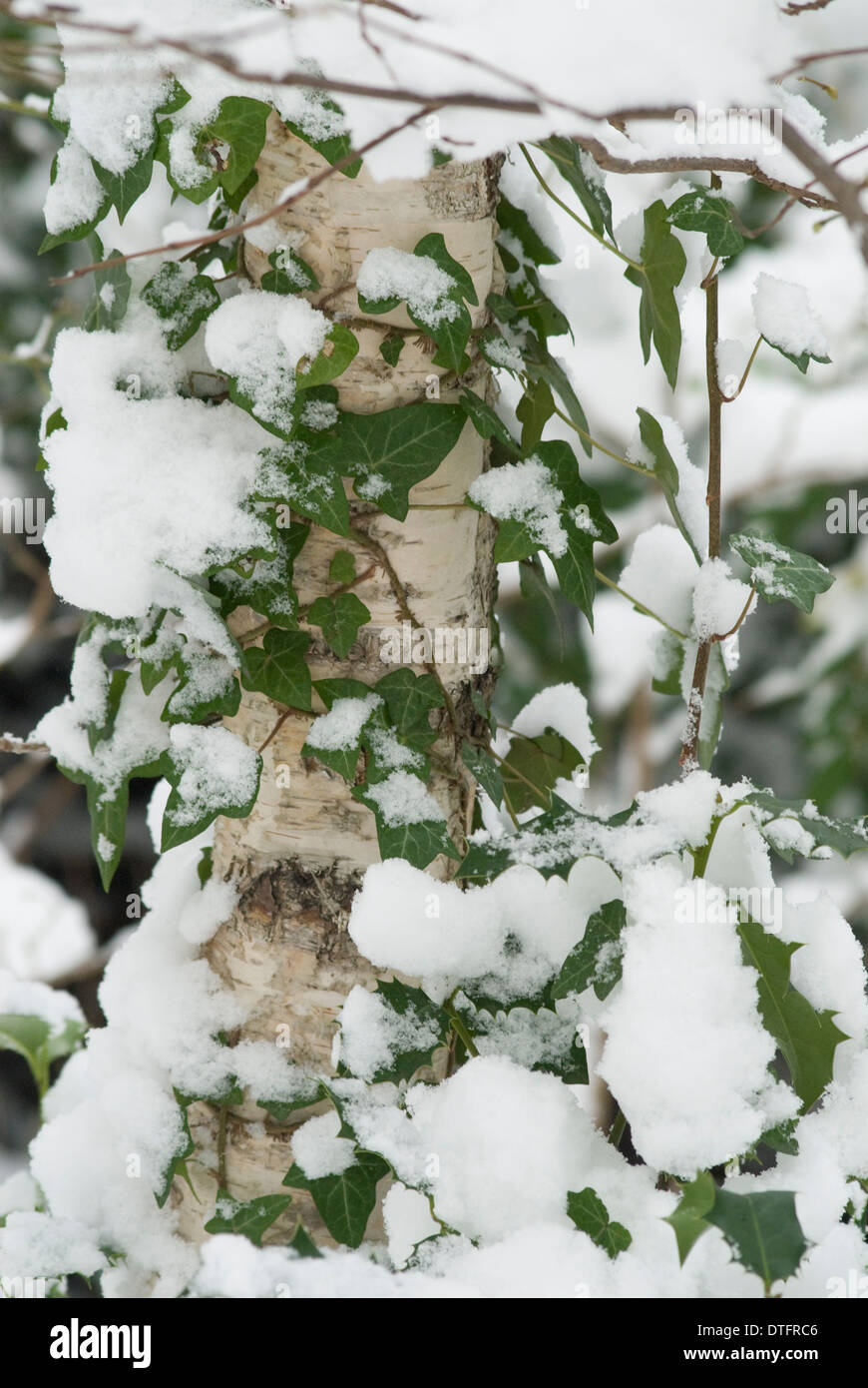Wildlife garden hi-res stock photography and images - Alamy