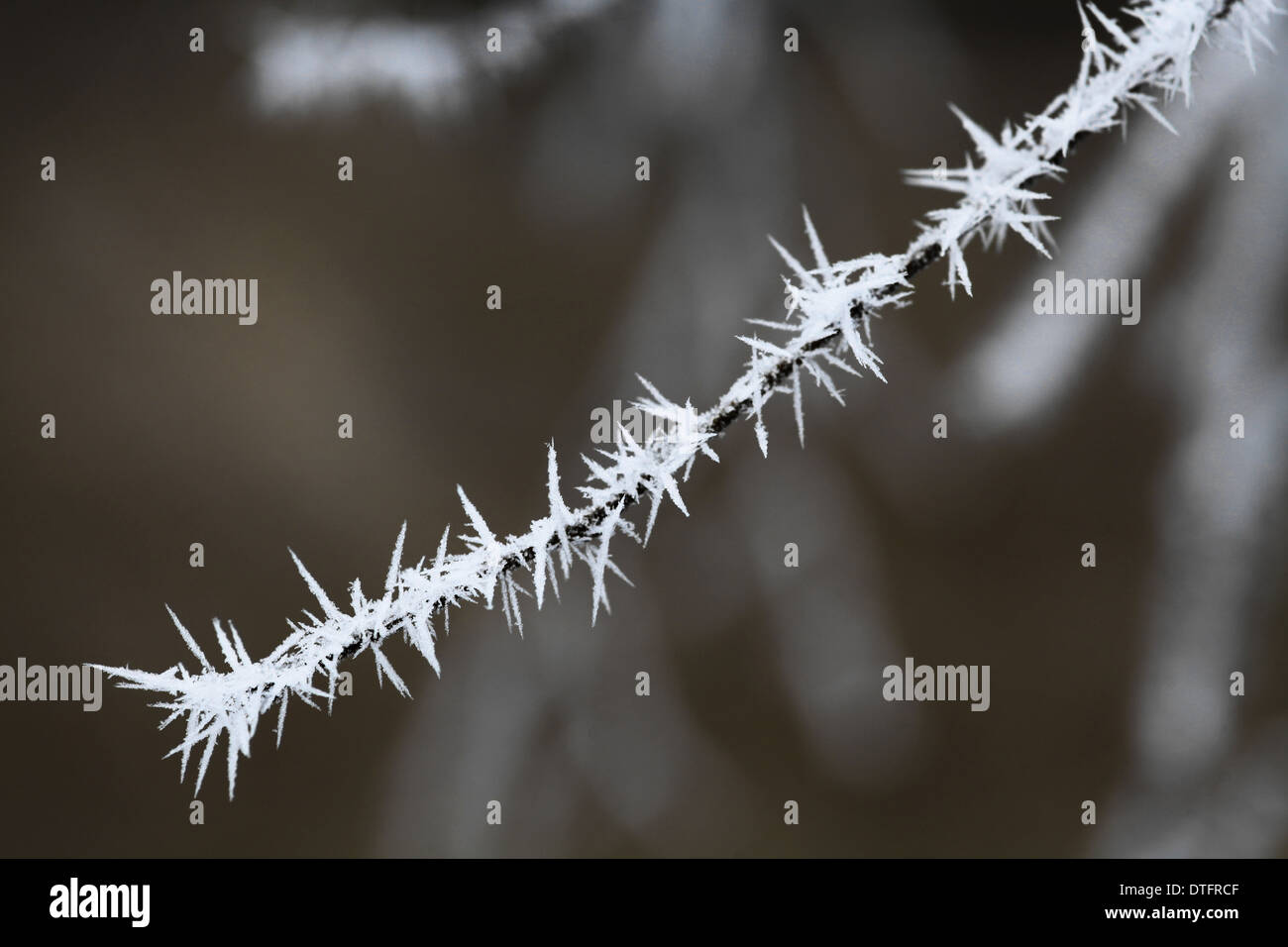 Frost tree branch hi-res stock photography and images - Alamy