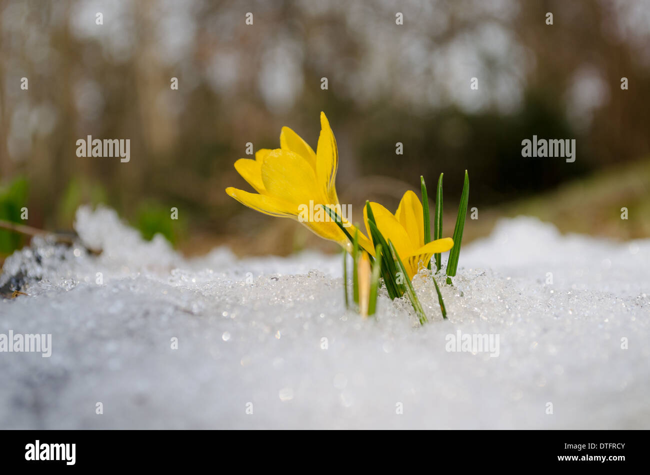 Yellow snow hi-res stock photography and images - Alamy