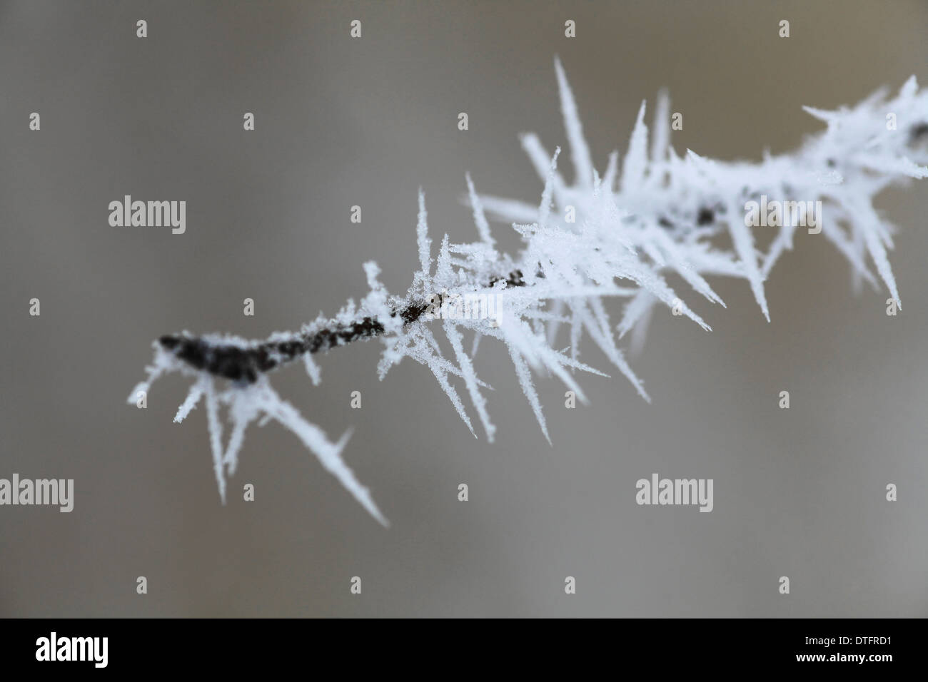 Frost tree branch hi-res stock photography and images - Alamy