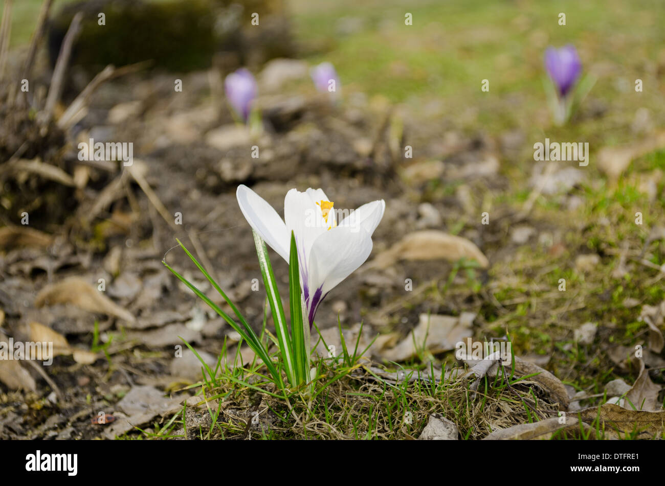 White crocus garden hi-res stock photography and images - Alamy