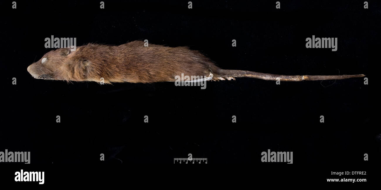 Megalomys desmarestii, antillean giant rice rat Stock Photo - Alamy