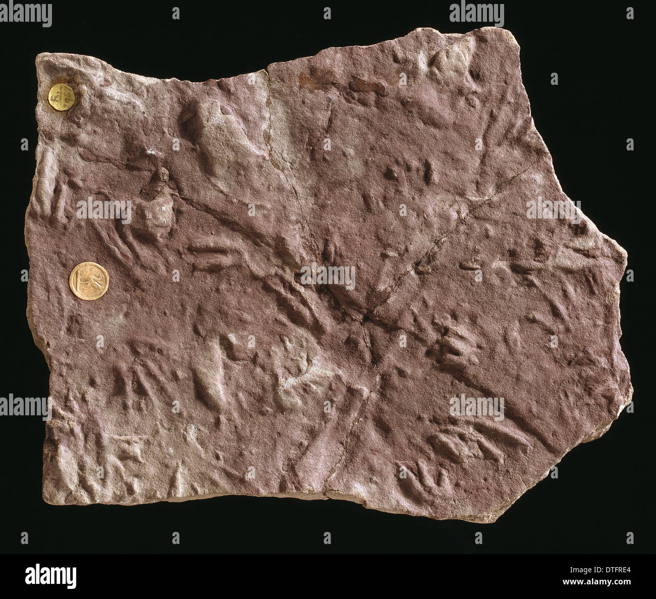 Reptile fossil footprints hi-res stock photography and images - Alamy