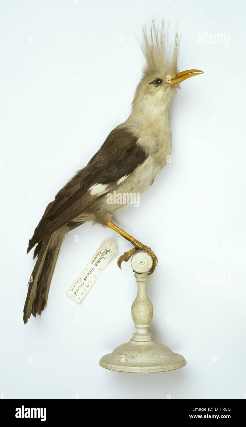 Varius hi-res stock photography and images - Alamy