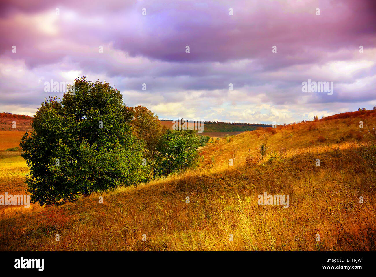 Autumn field with tree and sky Stock Photo - Alamy