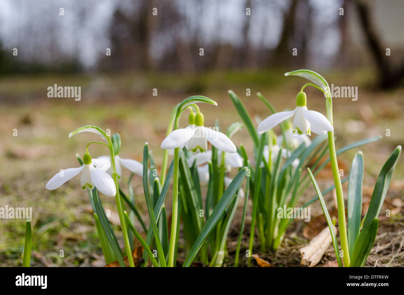 Rare snowdrop hi-res stock photography and images - Alamy