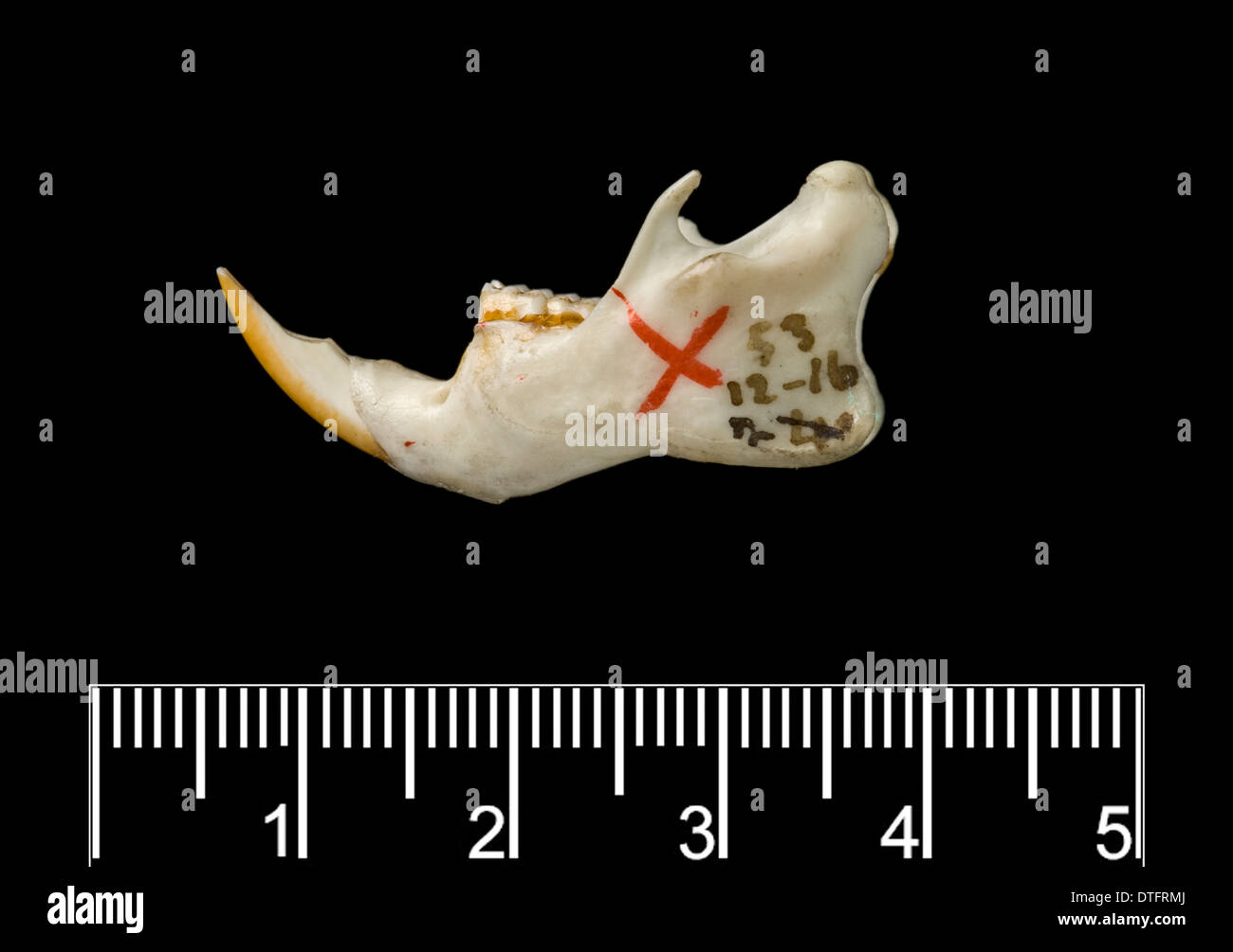 Megalomys luciae, saint lucia giant rice rat (holotype Stock Photo - Alamy