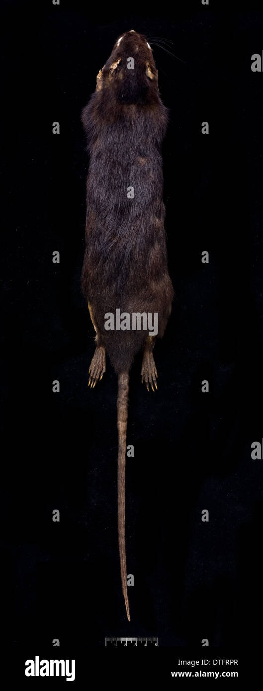 Megalomys desmarestii, antillean giant rice rat Stock Photo - Alamy
