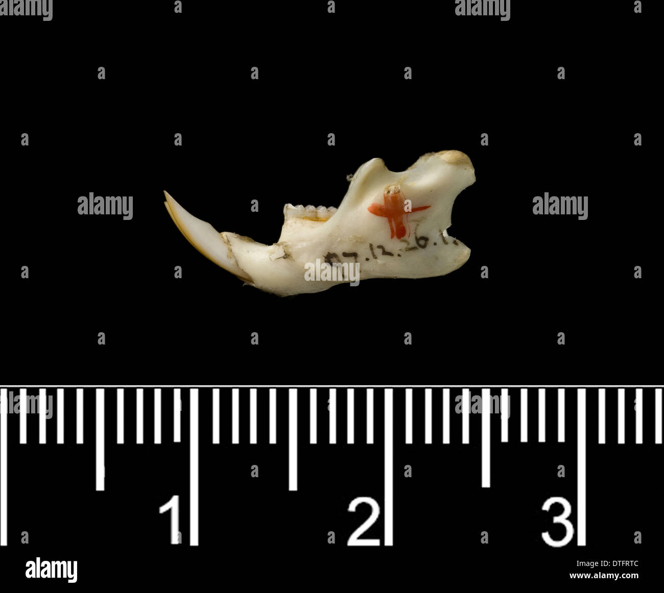 Oligoryzomys victus, St. Vincent pygmy rice rat Stock Photo - Alamy