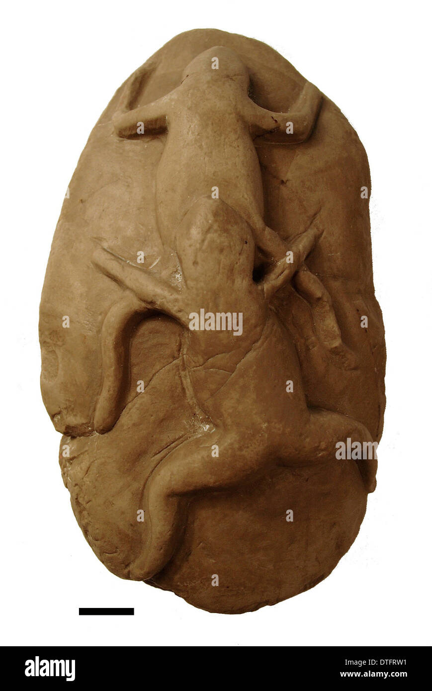 Fossil frog hi-res stock photography and images - Alamy