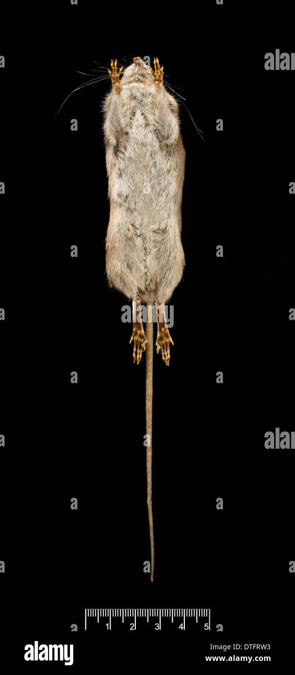 Rice rat hi-res stock photography and images - Alamy