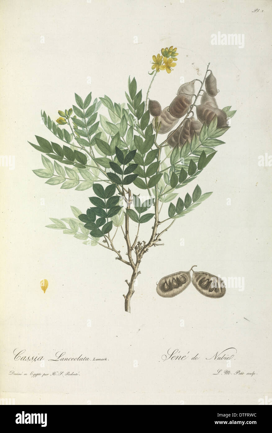 Cassia illustration hi-res stock photography and images - Alamy