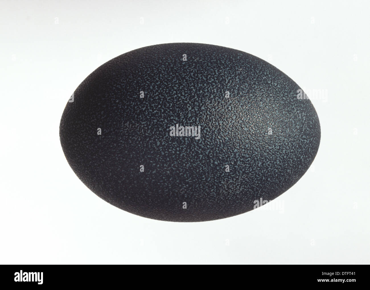 Emu egg hi-res stock photography and images - Alamy