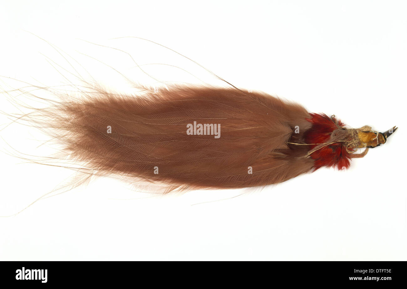 Paradisaea raggiana, raggiana bird-of-paradise Stock Photo - Alamy