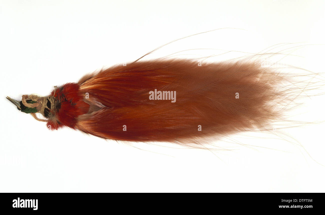 Paradisaea raggiana, Raggiana bird-of-paradise Stock Photo - Alamy