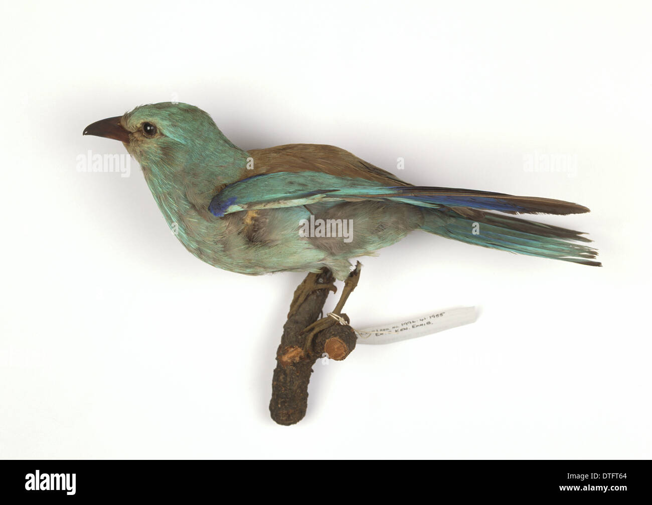 Sauropsid hi-res stock photography and images - Alamy