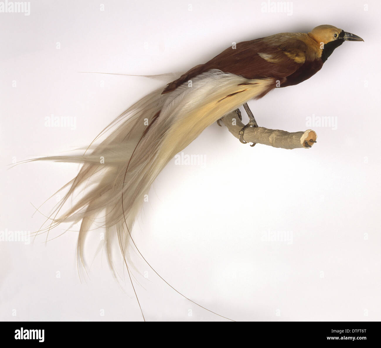 Paradisaea minor, Lesser bird-of-paradise Stock Photo - Alamy