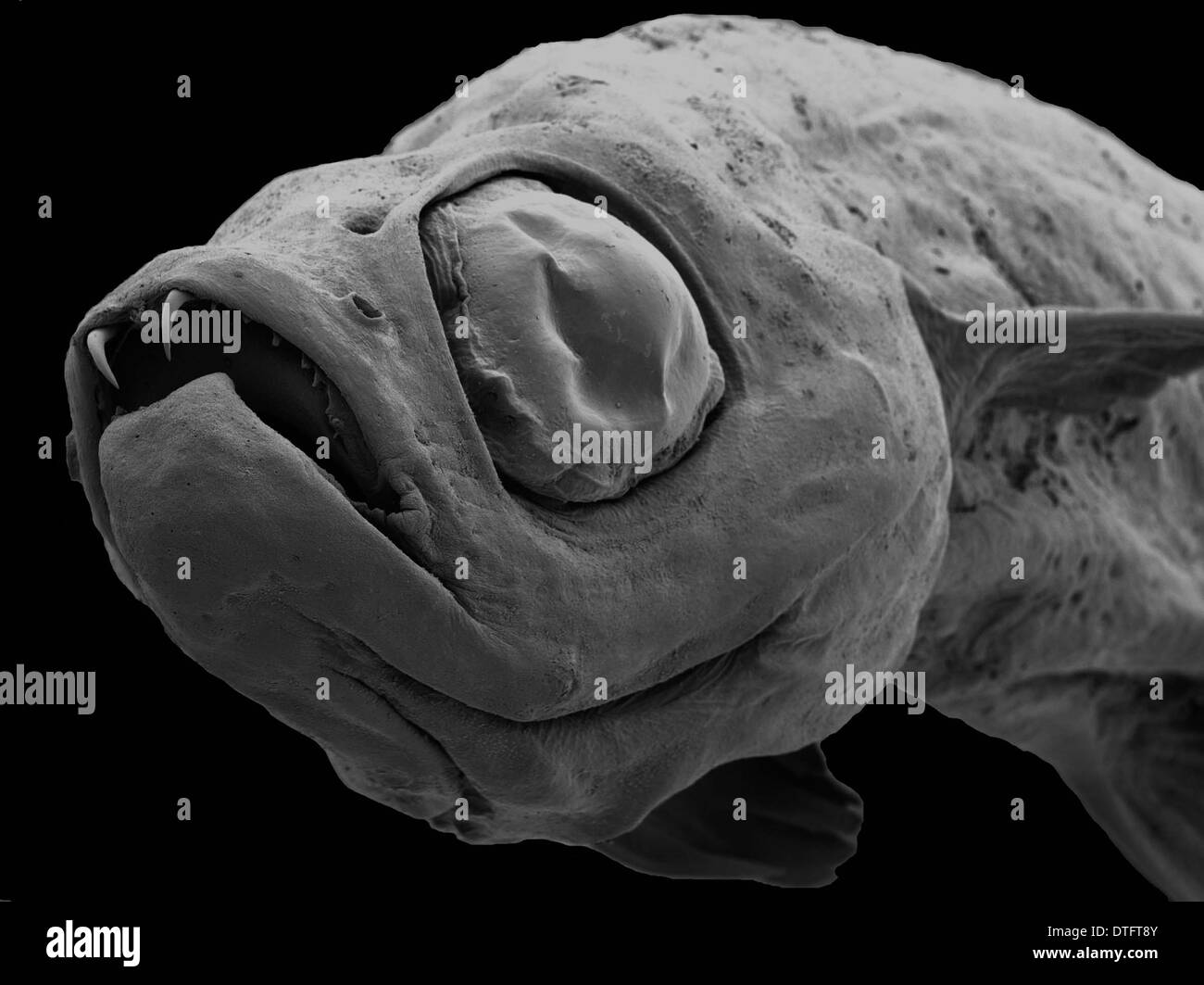 Danionella dracula, minnow Stock Photo - Alamy