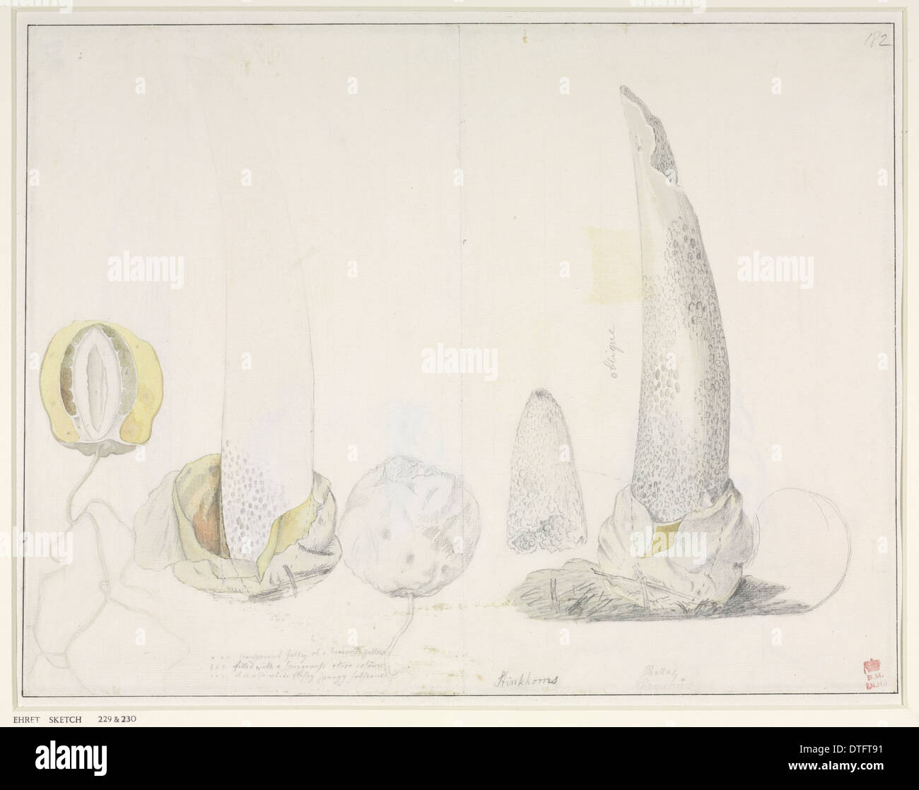 Ehret hi-res stock photography and images - Alamy