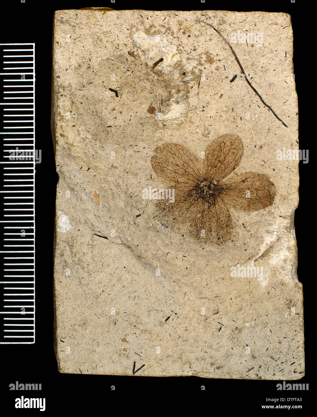 Porana oeningen, fossil flower Stock Photo - Alamy