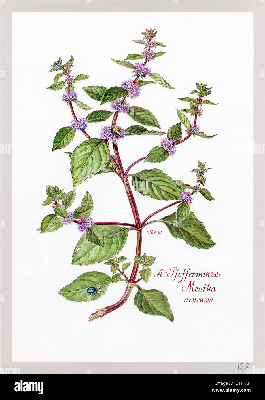 Field mint mentha arvensis hi-res stock photography and images - Alamy