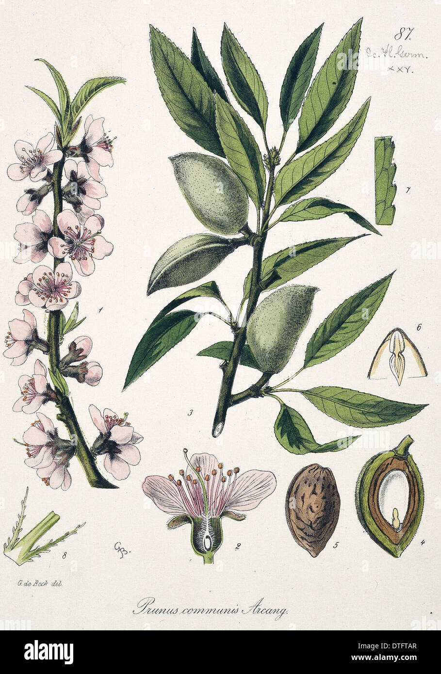 Prunus dulcis botanical drawing hi-res stock photography and images - Alamy
