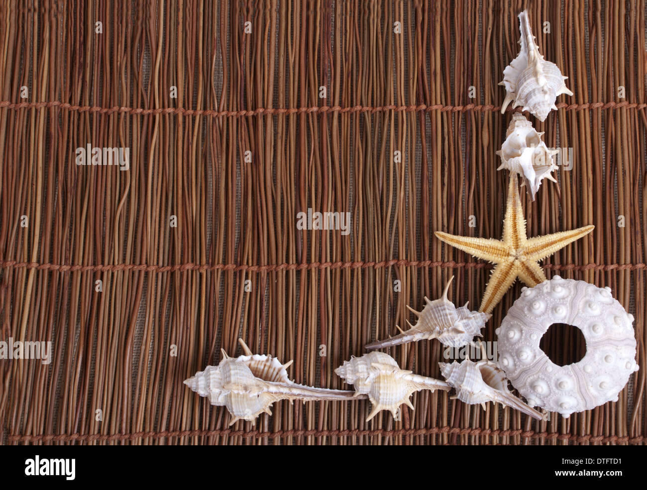 Shells and starfishes on sand background Stock Photo - Alamy