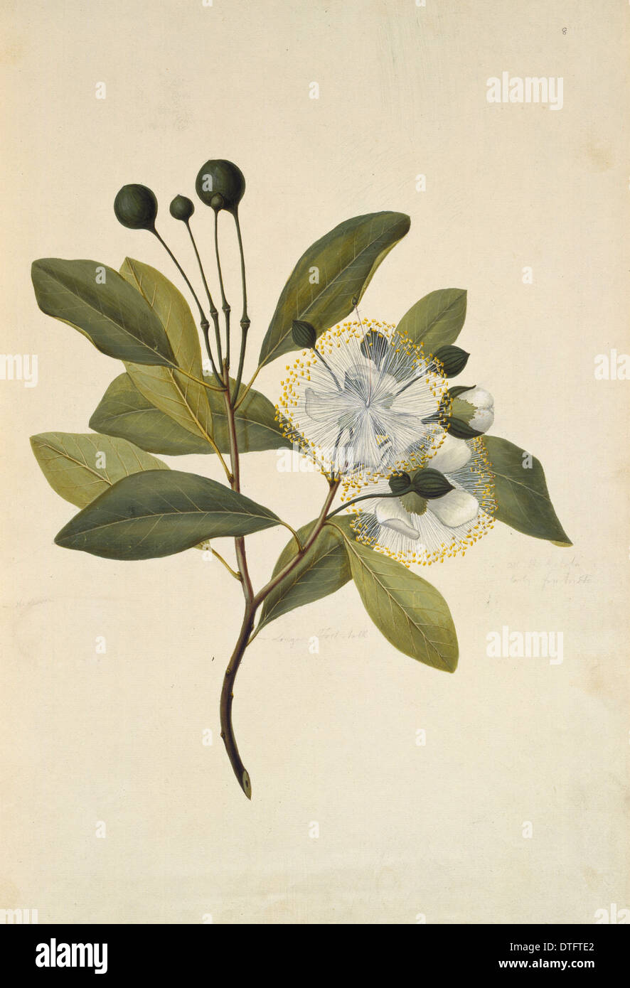 Capparis lucida hi-res stock photography and images - Alamy