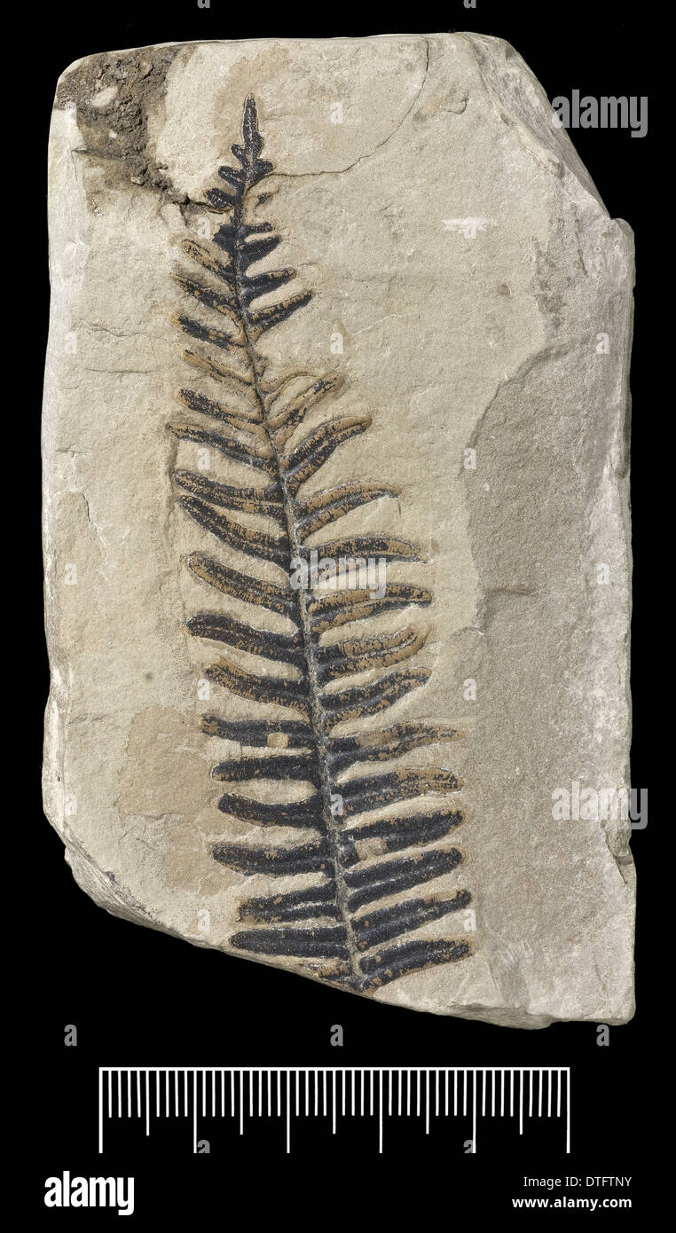 Pteridospermales hi-res stock photography and images - Alamy