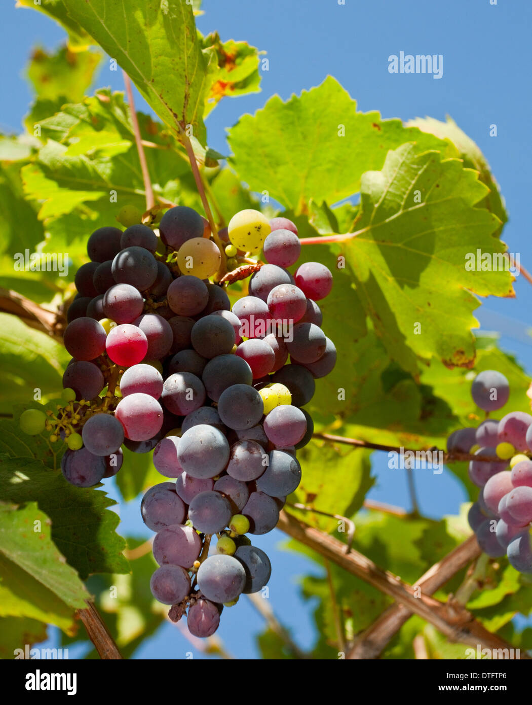 Berry image hi-res stock photography and images - Alamy