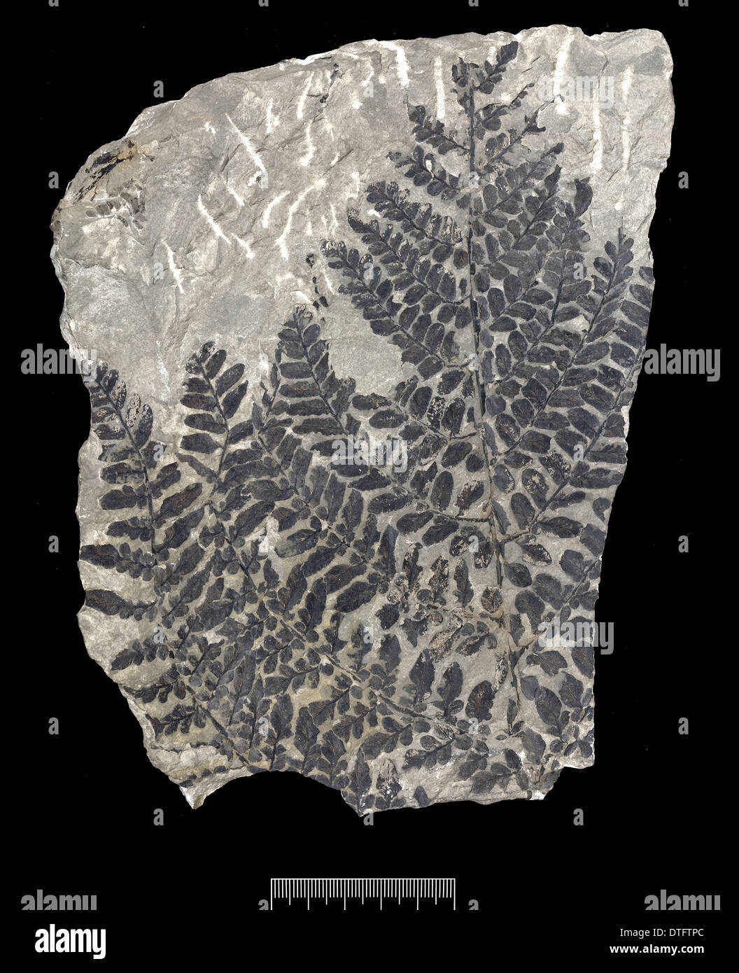 Neuropteris heterophylla, fossil plant Stock Photo - Alamy