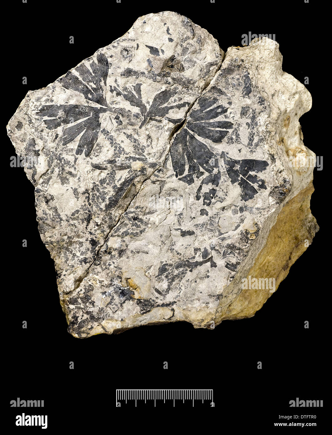 Ginkgopsida hi-res stock photography and images - Alamy