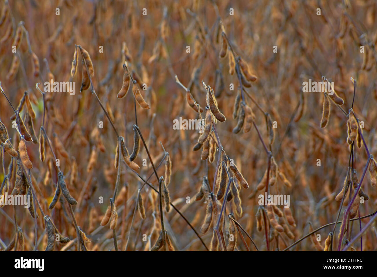 Soybean plant on farmer field Stock Photo - Alamy