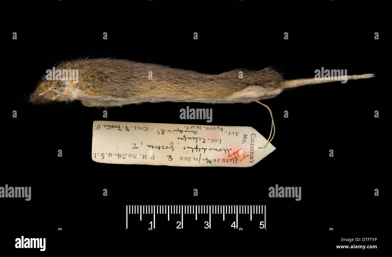 Monodelphis fosteri, shrewish short-tailed opossum Stock Photo - Alamy