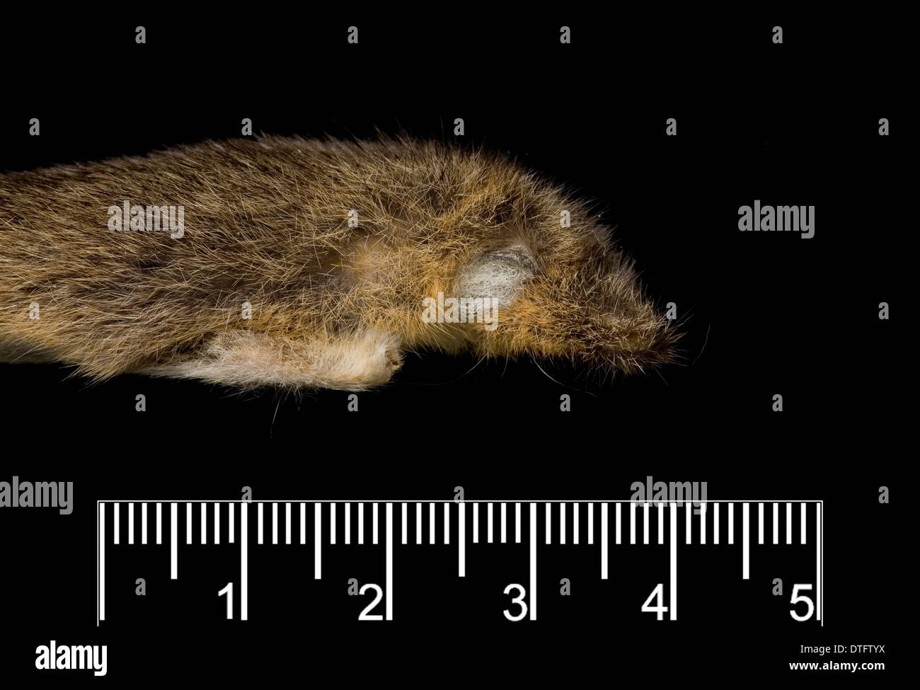 Lutreolina hi-res stock photography and images - Alamy