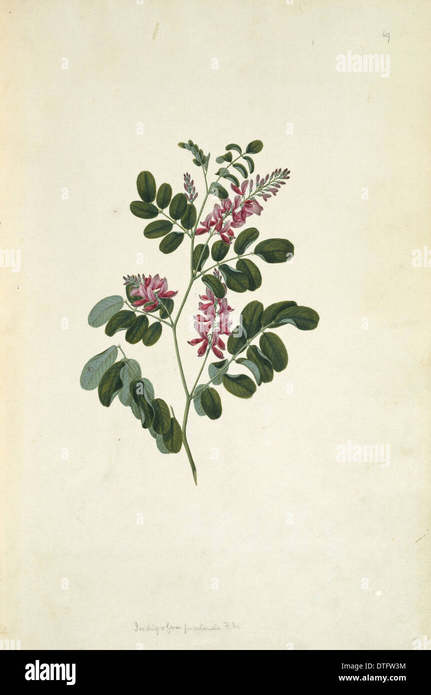 Indigo Plant Drawing