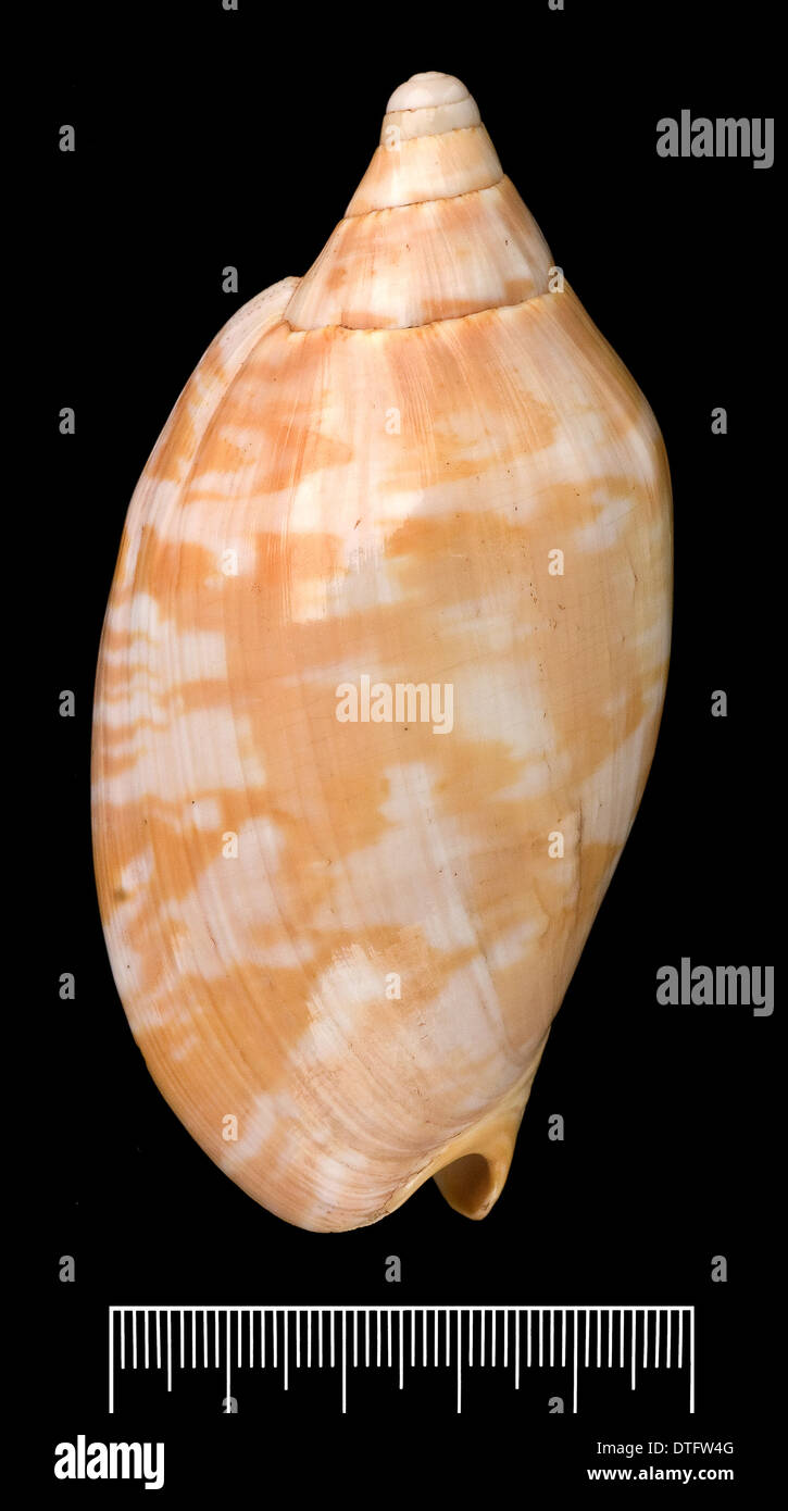 Voluta hi-res stock photography and images - Alamy