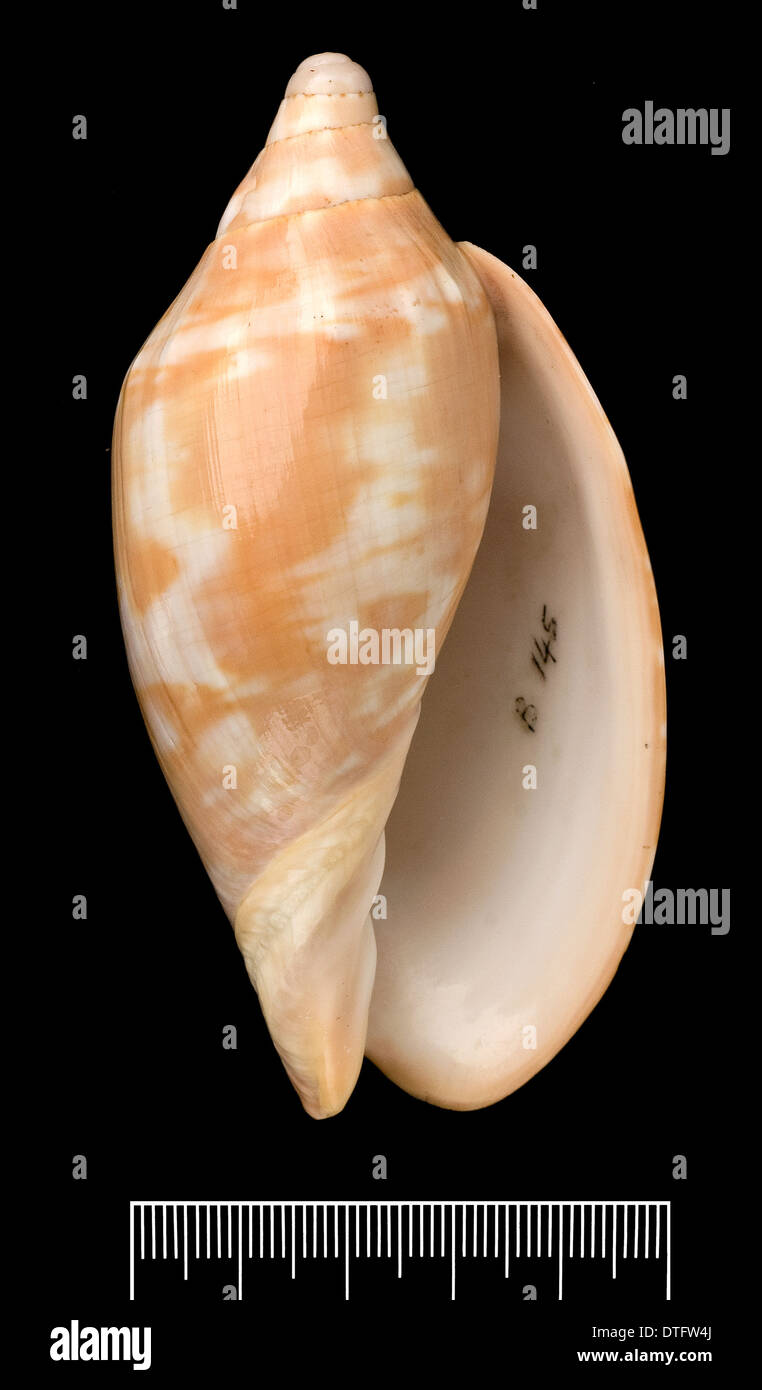 Voluta hi-res stock photography and images - Alamy